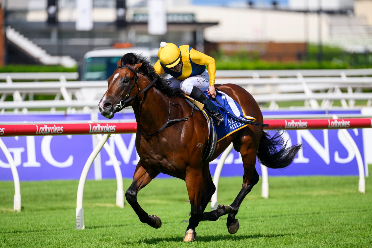 Coolmore Stud Foals - ANZ Bloodstock News