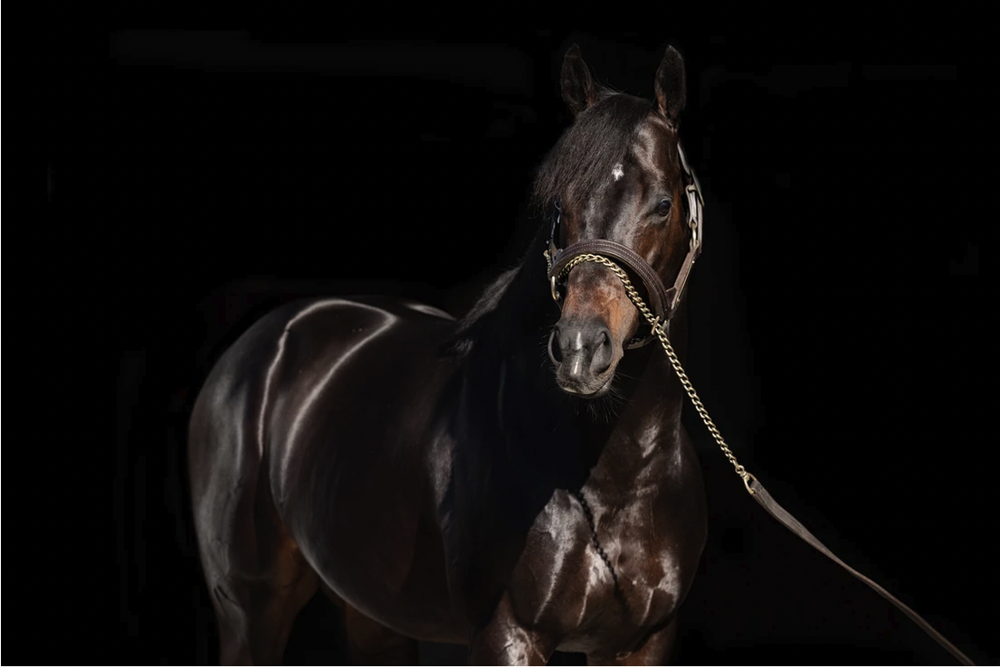 Leneva Park pitches to keep Royal Meeting - ANZ Bloodstock News