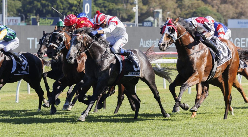 Celestial Legend - ANZ Bloodstock News