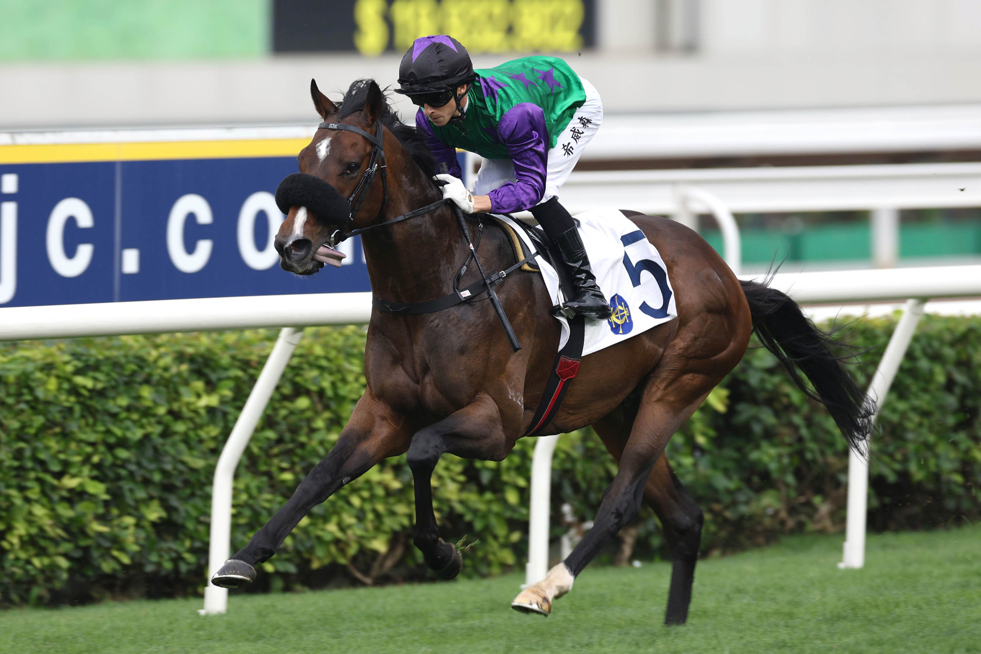 Flaming Rabbit bounces back with front-running demolition - ANZ ...