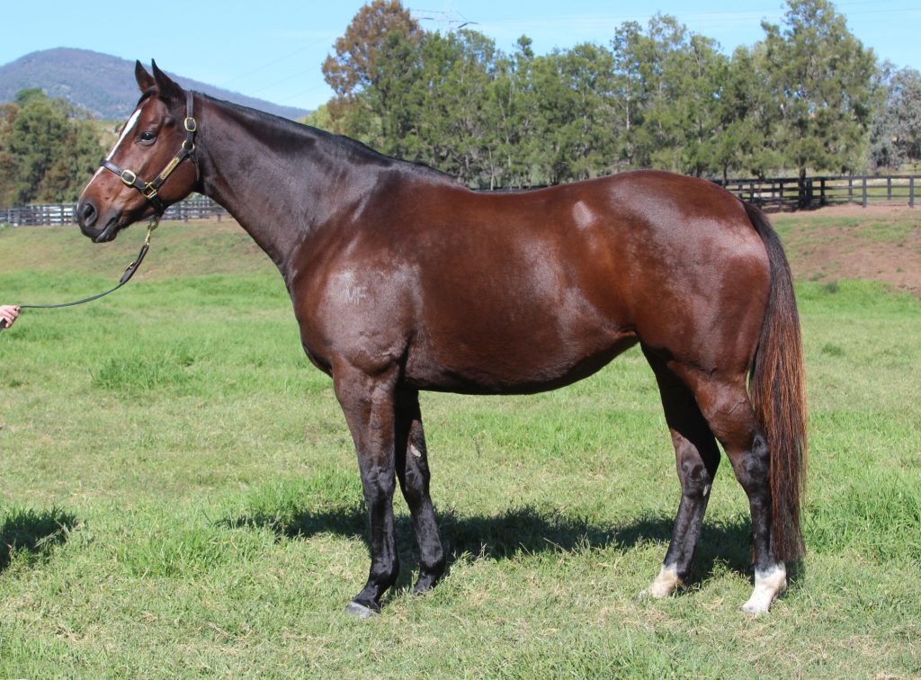 Seascape (AUS) - ANZ Bloodstock News