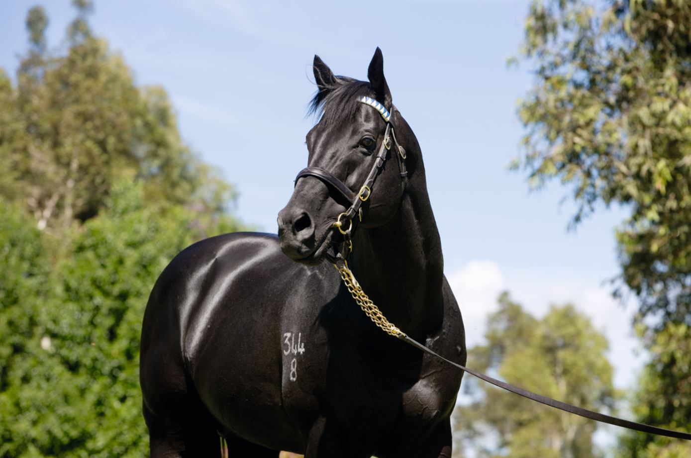 Godolphin announce death of champion Lonhro - ANZ Bloodstock News
