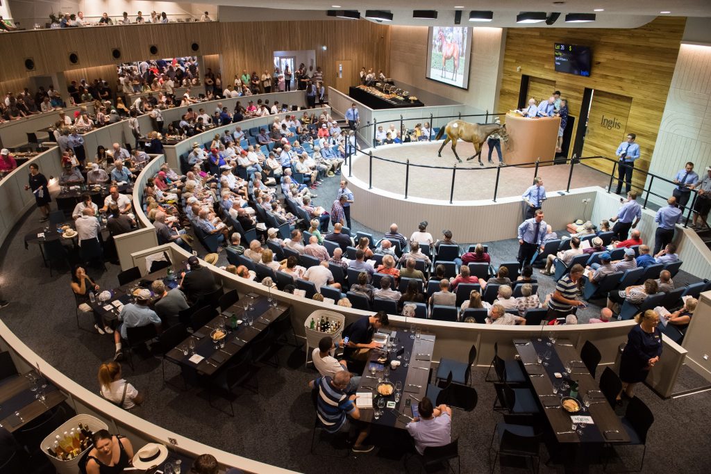 Inglis ready for ‘value’ Gold Yearling Sale - ANZ Bloodstock News