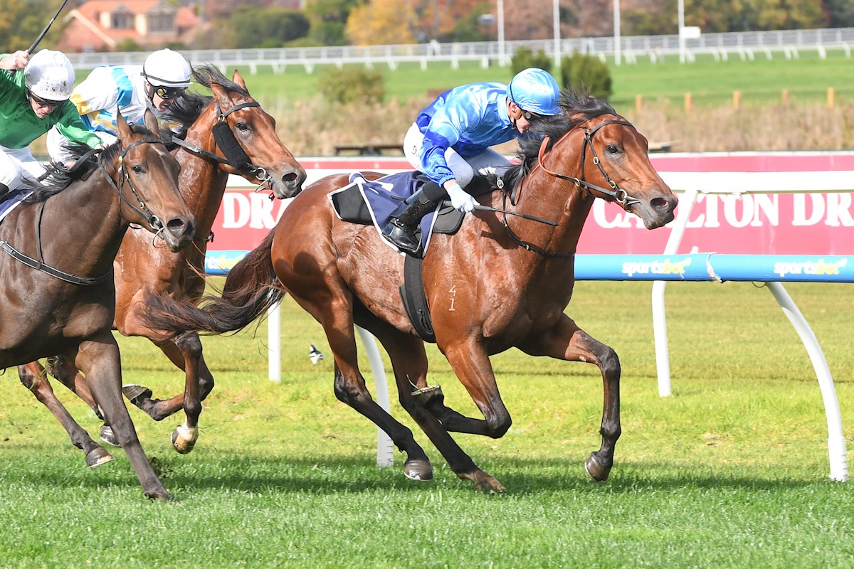 Coolmore Stakes the plan for Tropicus - ANZ Bloodstock News