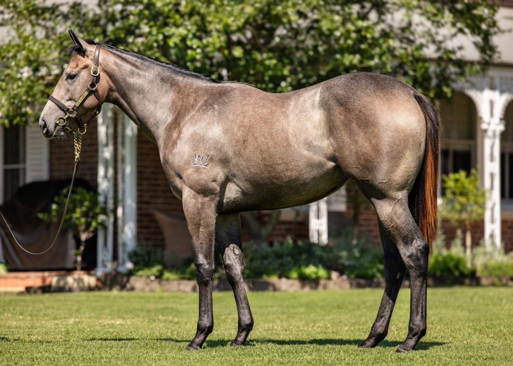 I Am Famous (AUS) - ANZ Bloodstock News