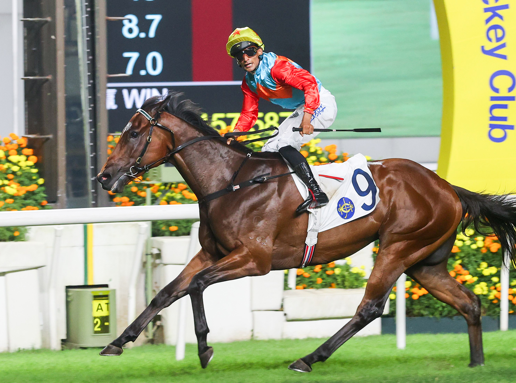 Ka Ying Rising emerges as new Hong Kong sprinting star - ANZ Bloodstock ...