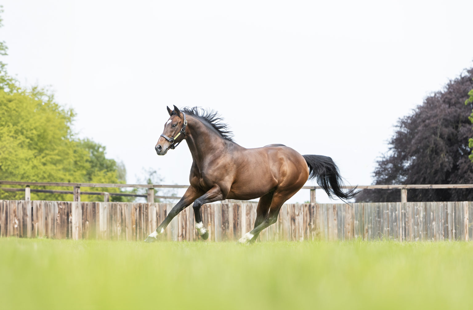 Magic Millions to conduct virtual sale on eve of breeding season - ANZ ...