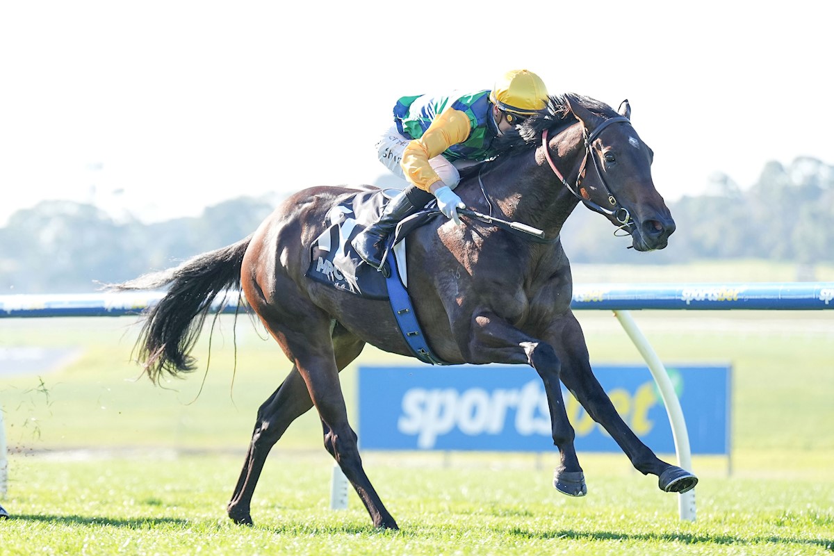 Supercilious makes a big first impression - ANZ Bloodstock News