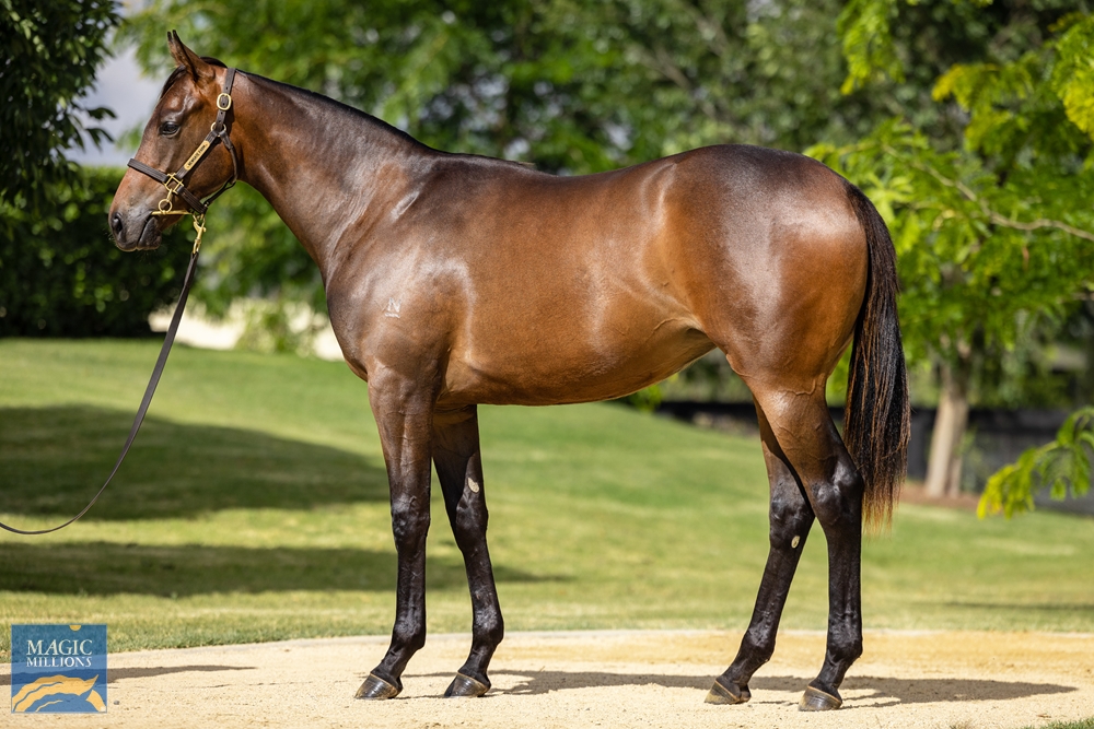 Sakima (AUS) - ANZ Bloodstock News