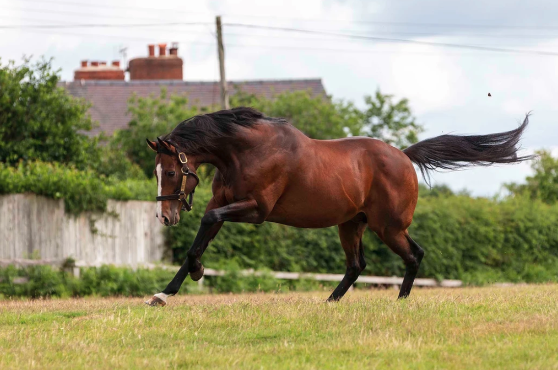 Murphy's law strikes again - ANZ Bloodstock News