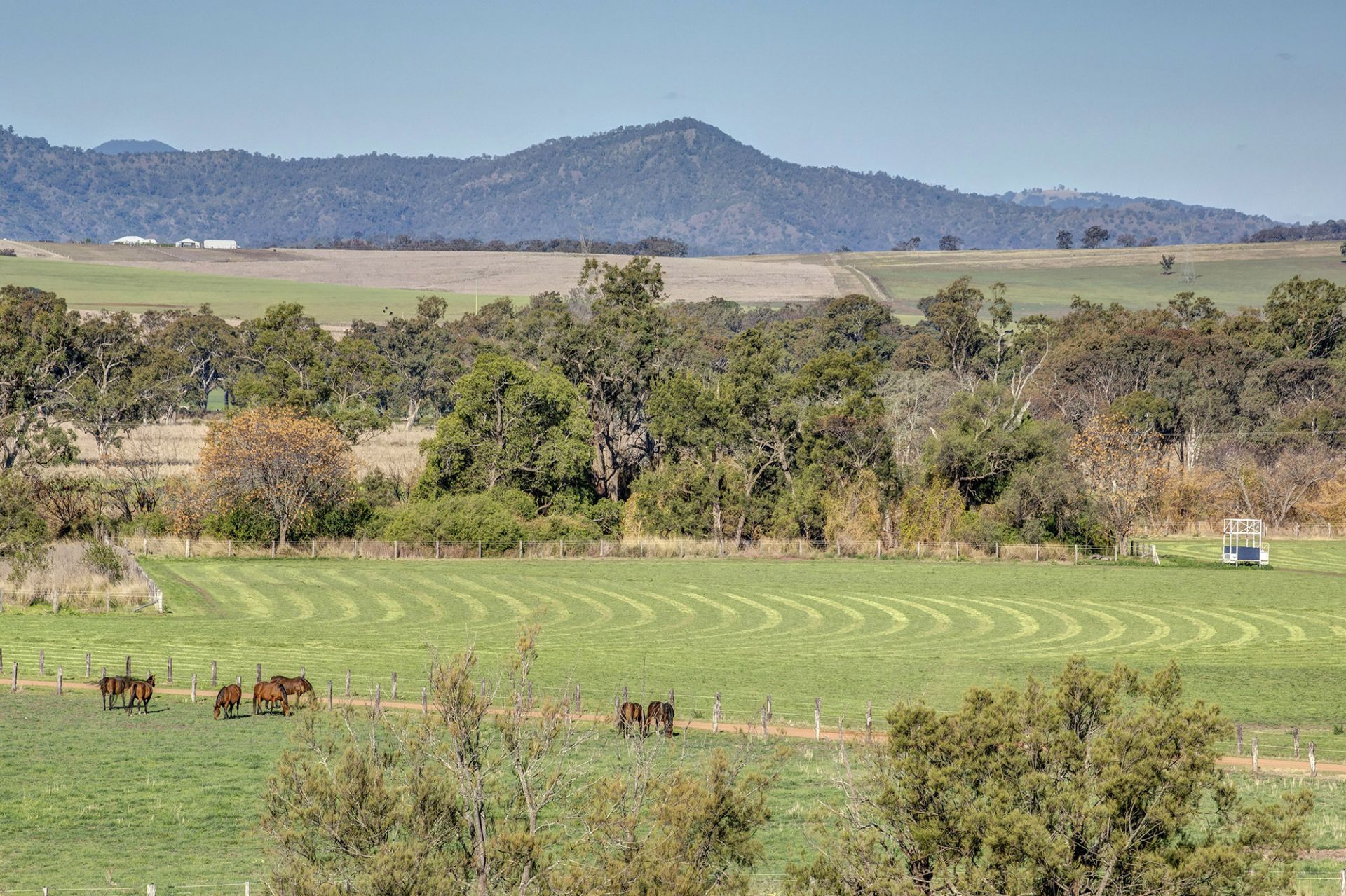 Altomontes make move from Dunedoo to Hunter Valley - ANZ Bloodstock News