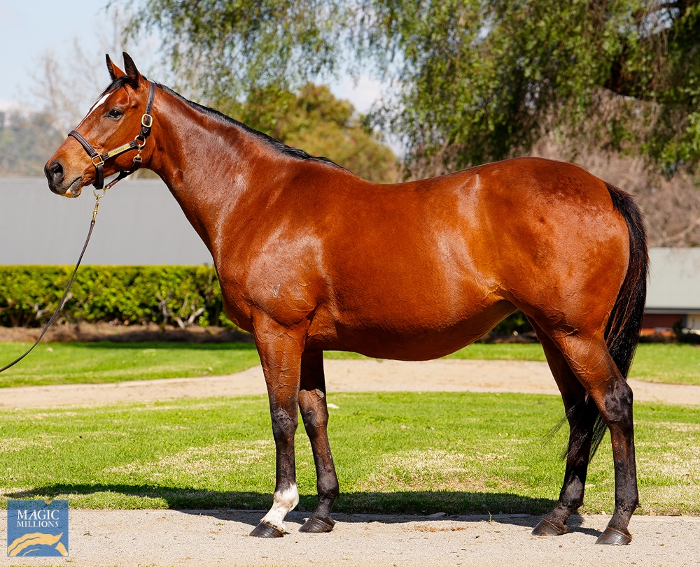 Marabi joins Arrowfield for $2.4 million with Virtual Sale topping ...