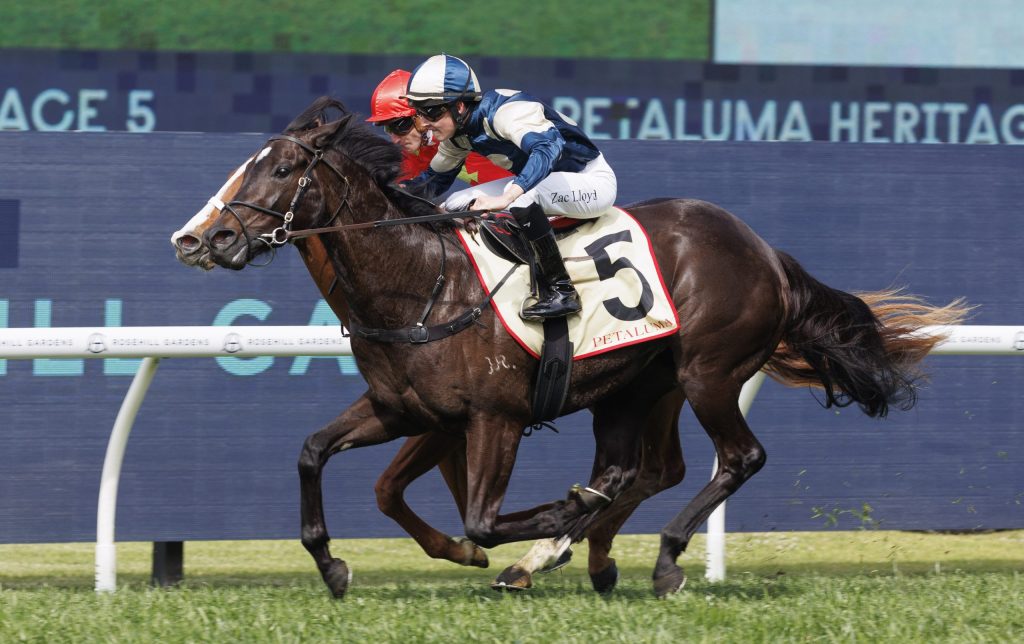 Big future predicted for talented Perspiration - ANZ Bloodstock News