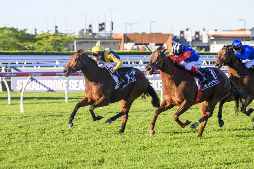 Newgate and GPI Racing snap up Stefi for The Everest - ANZ Bloodstock News