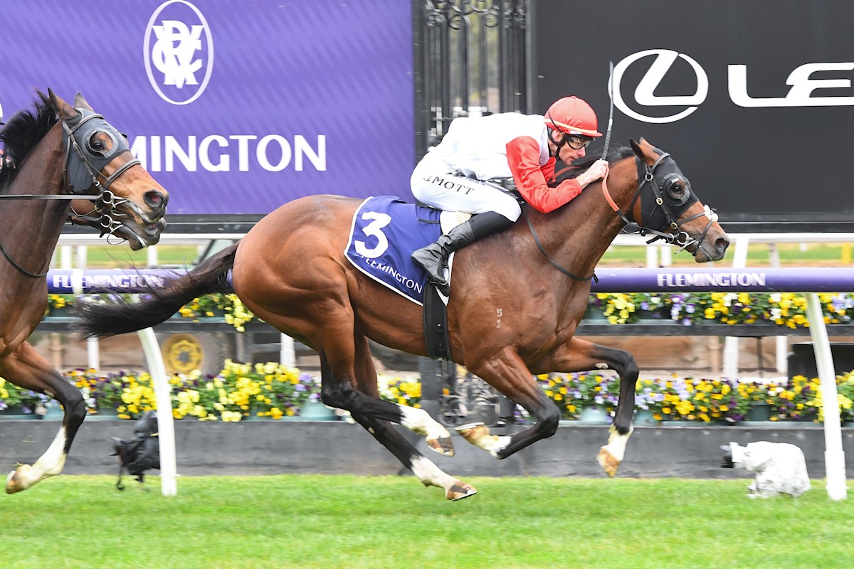 Son of Dundeel holds all the Aces - ANZ Bloodstock News