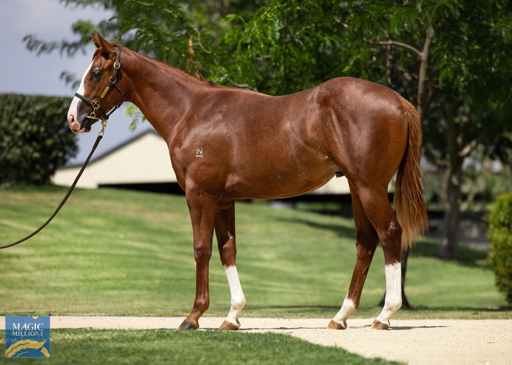 Tempestuous impresses at trials - ANZ Bloodstock News