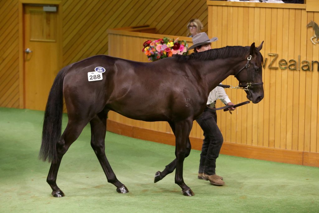 ‘He’s an absolute weapon of an animal’ - ANZ Bloodstock News