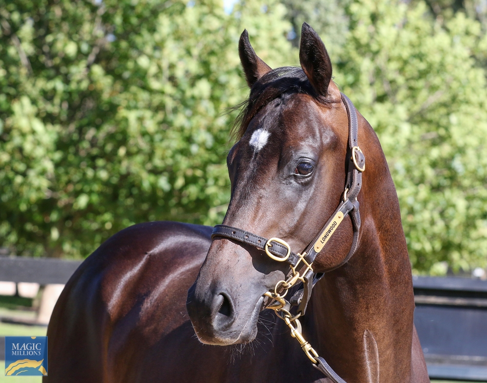 Space Rider (AUS) - ANZ Bloodstock News