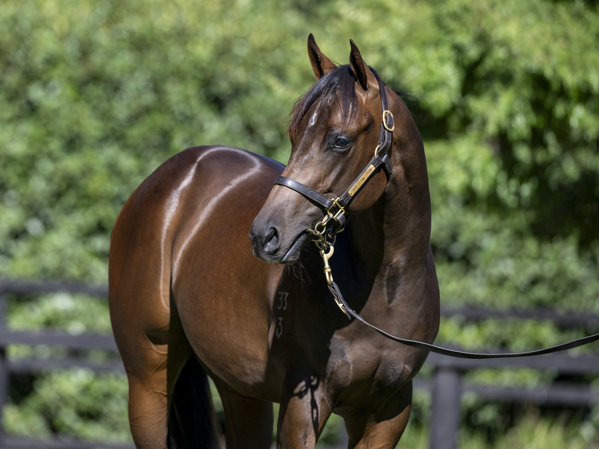 Blue Gum Farm open a new chapter at Classic - ANZ Bloodstock News