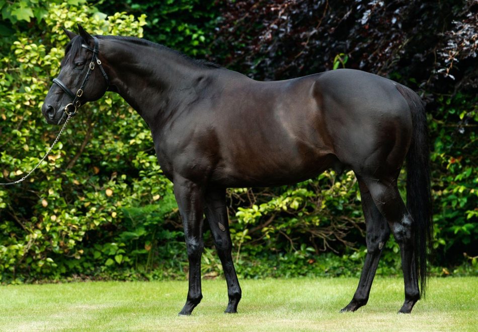 ‘You’d probably have to go back as far as Danehill for a stallion who’s ...