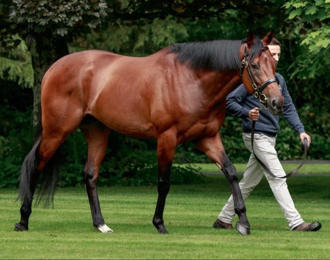 Paddington and Auguste Rodin headline Windsor Park as Shamexpress earns ...