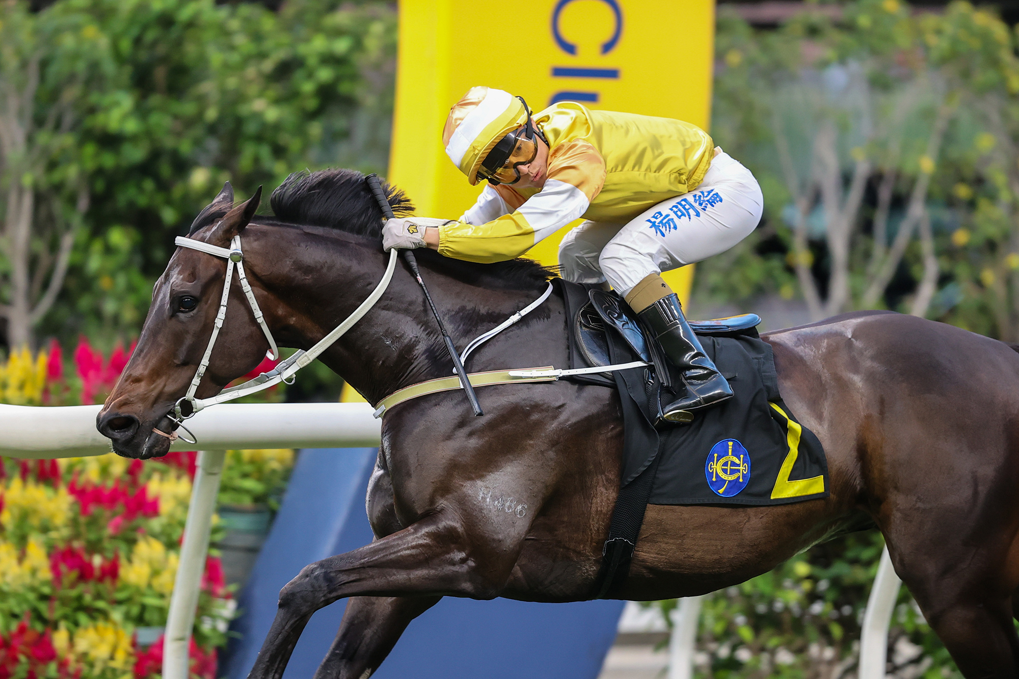 Tony Cruz reaches 500-win Happy Valley milestone with double - ANZ ...