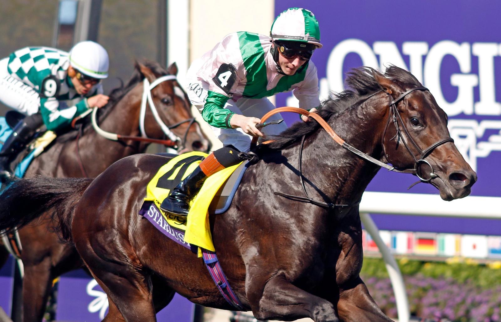 Starlust: The New Star Stallion Set to Shine at Riverstone Lodge ...