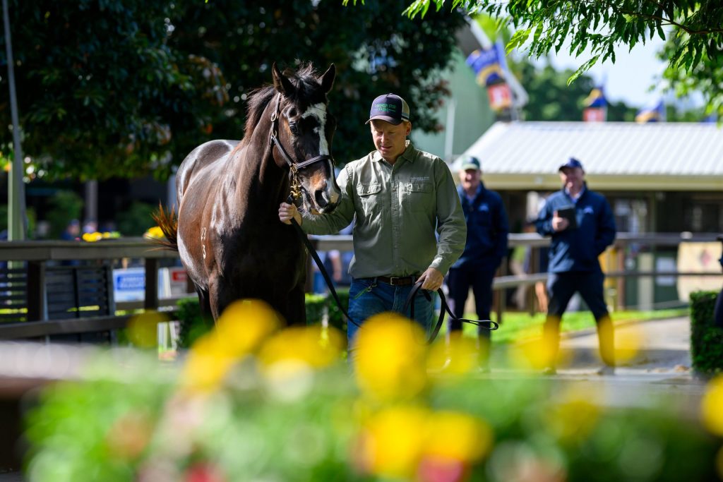 Sire power to fore as ‘quality’ National Yearling Sale begins - ANZ ...