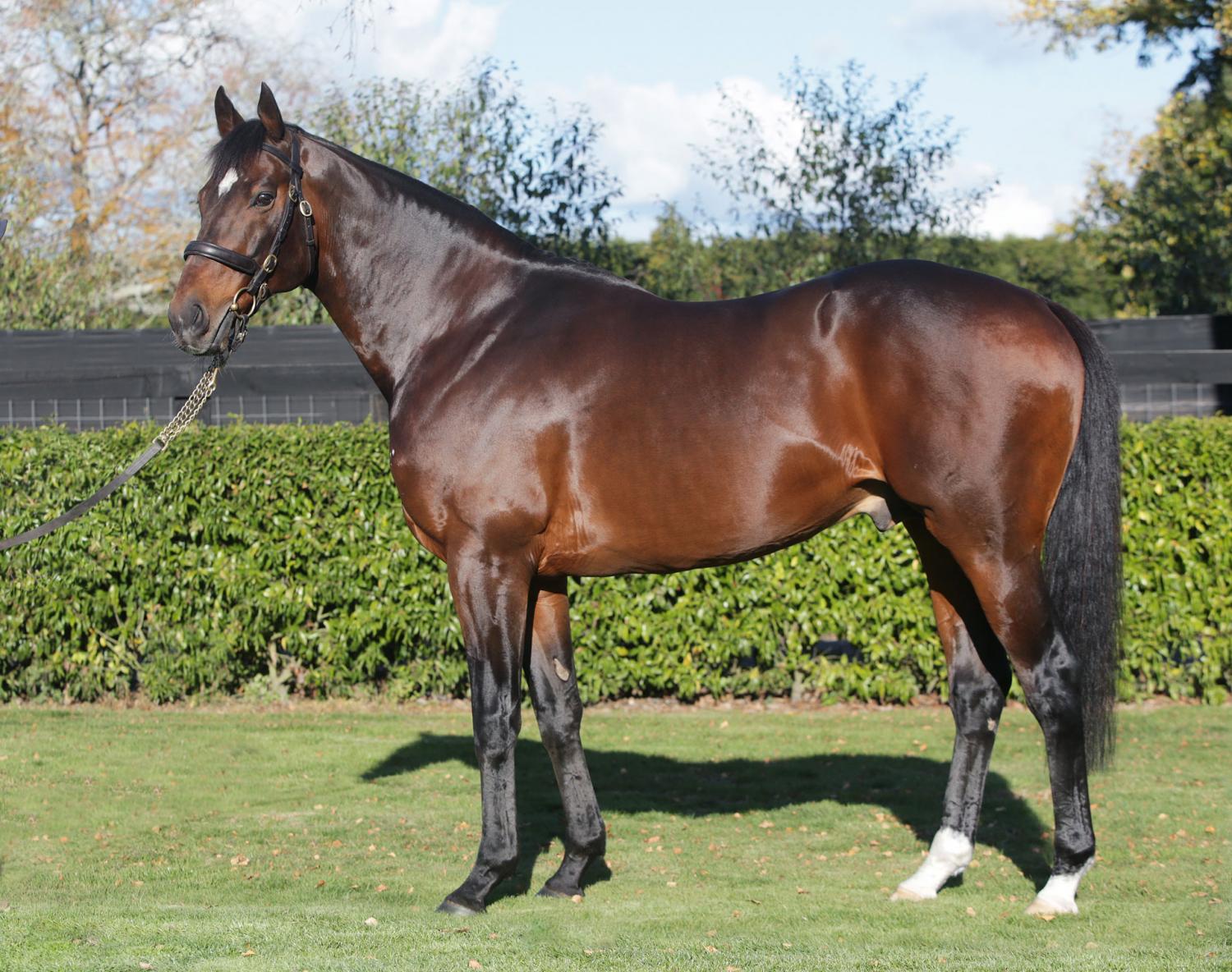 Novara Park confirm 2025 service fees - ANZ Bloodstock News