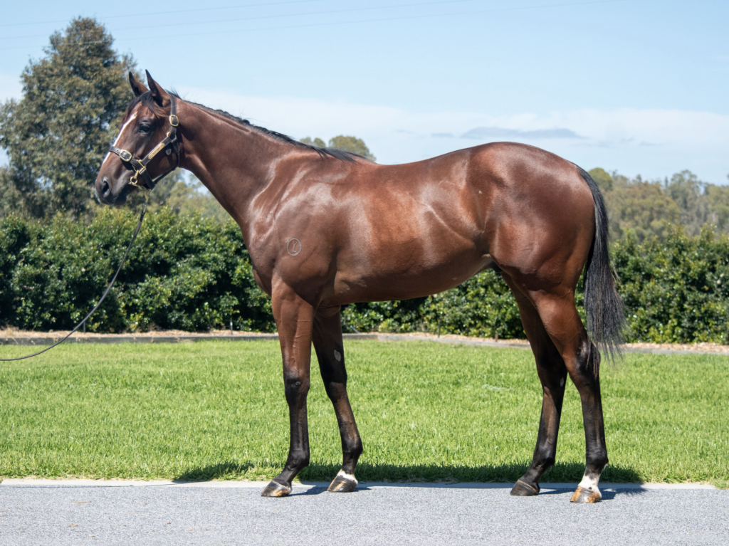 Duke Of Arrakis (AUS) - ANZ Bloodstock News