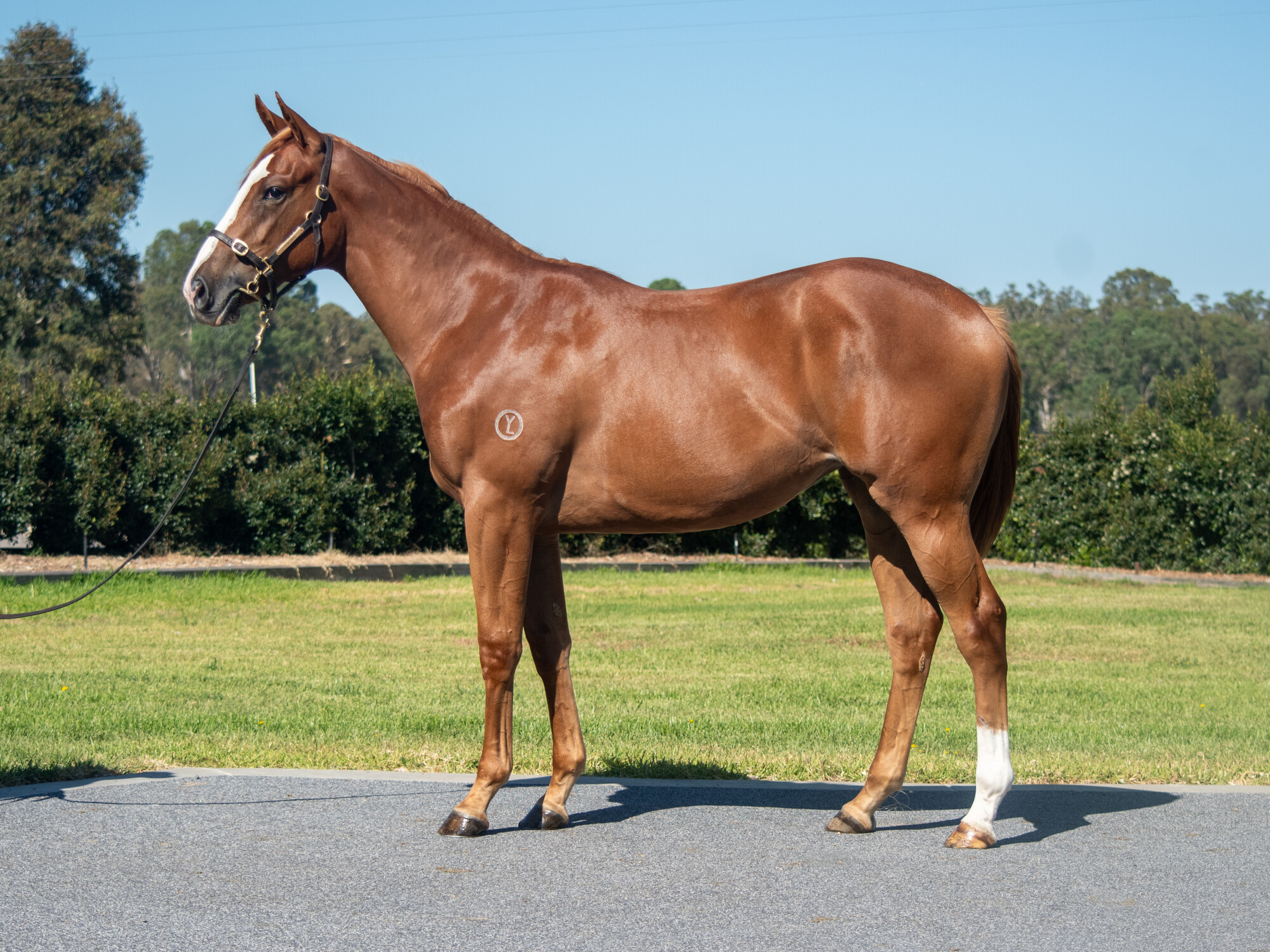 Teine Aulelei (AUS) - ANZ Bloodstock News