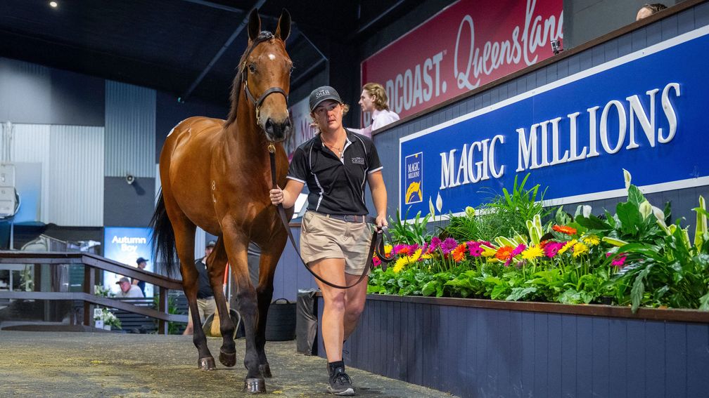 Momentum behind Mulcaster - ANZ Bloodstock News
