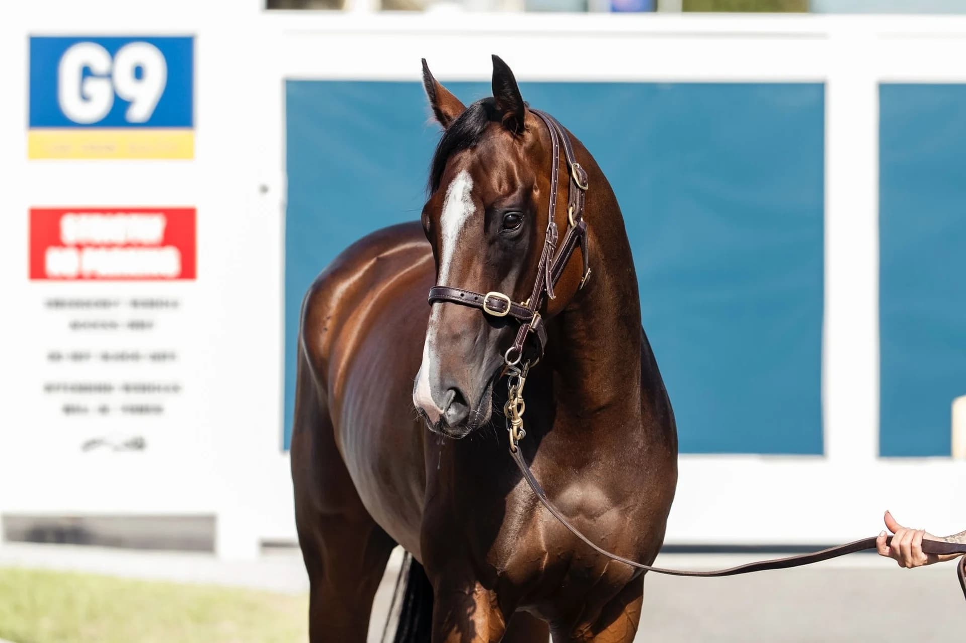 Manolo Bling tops Inglis February (Late) Online Sale at $275,000 - ANZ ...