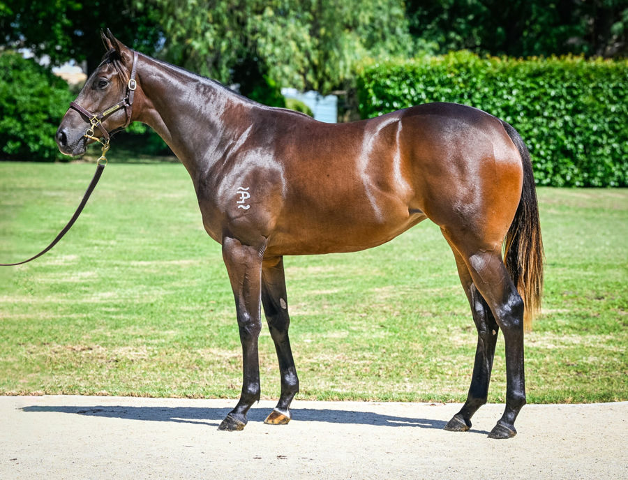 Agrarian Girl (AUS) - ANZ Bloodstock News