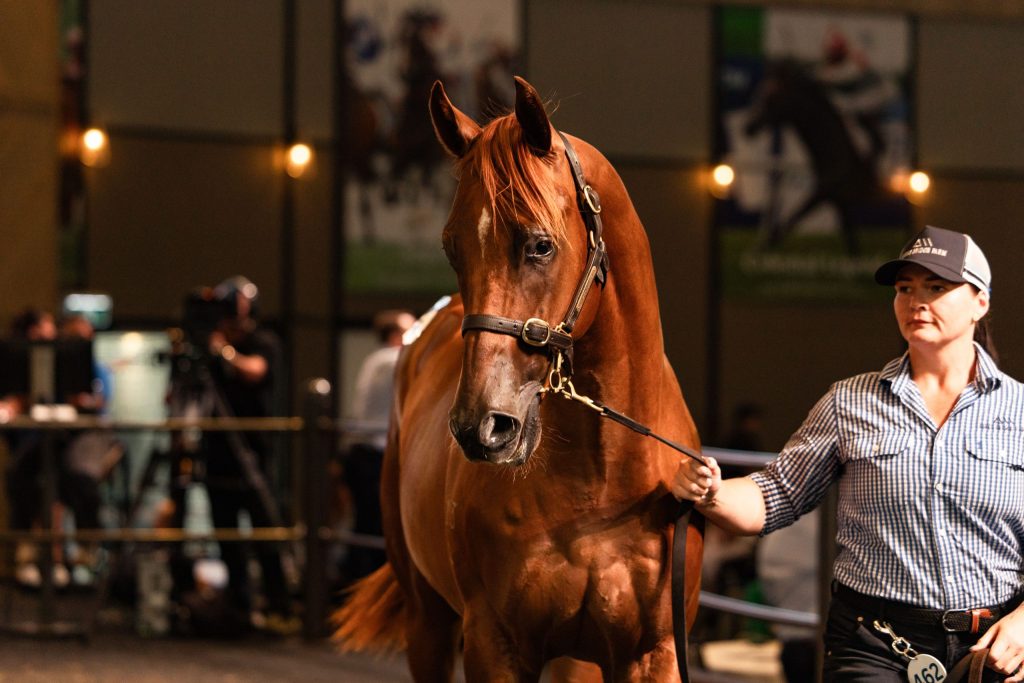 Harry Angel colt sets the standard on a solid day of trade at the ...