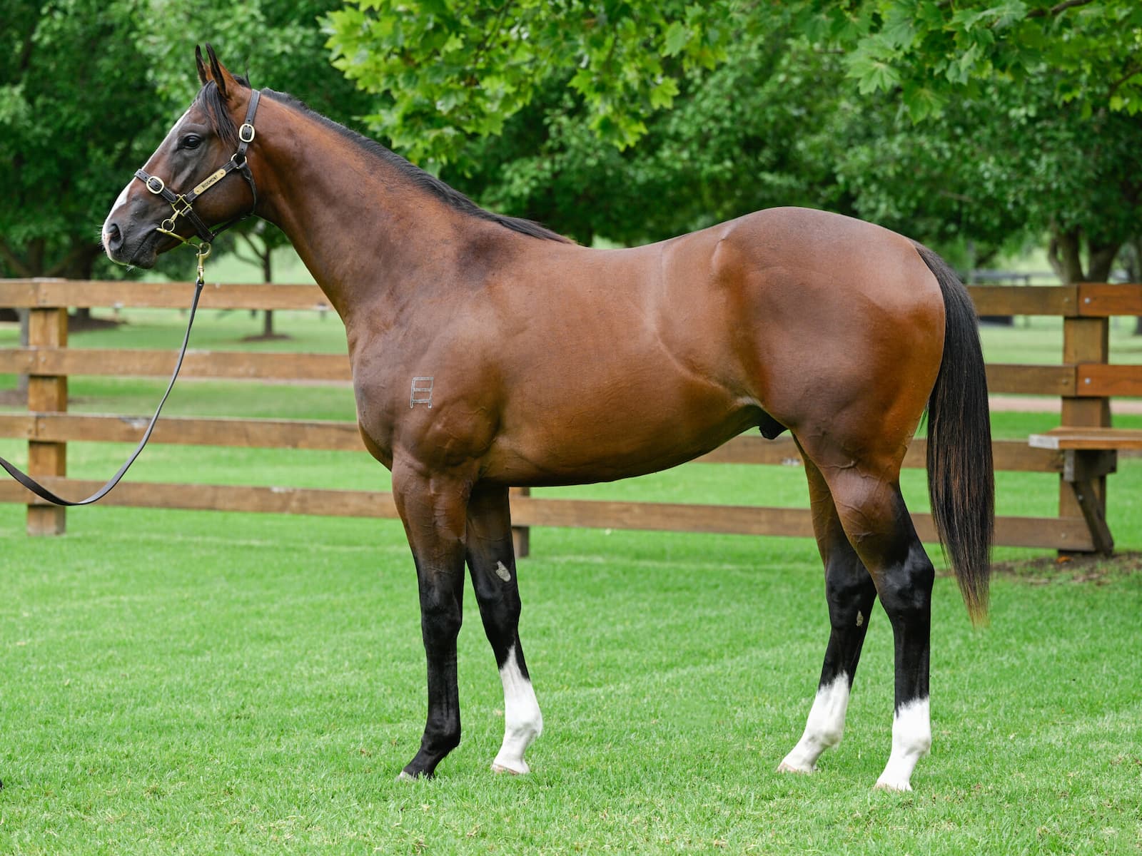 Graham dreaming of Millennium glory with $70,000 Inglis buy Royal Exile ...