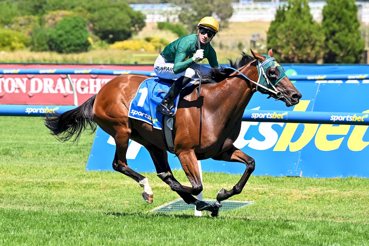 Sheza Alibi set to test the boys in Randwick Guineas - ANZ Bloodstock News